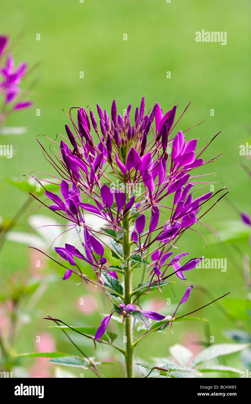Purple Cleome Flower also known as Spider Flower Stock Photo - Alamy