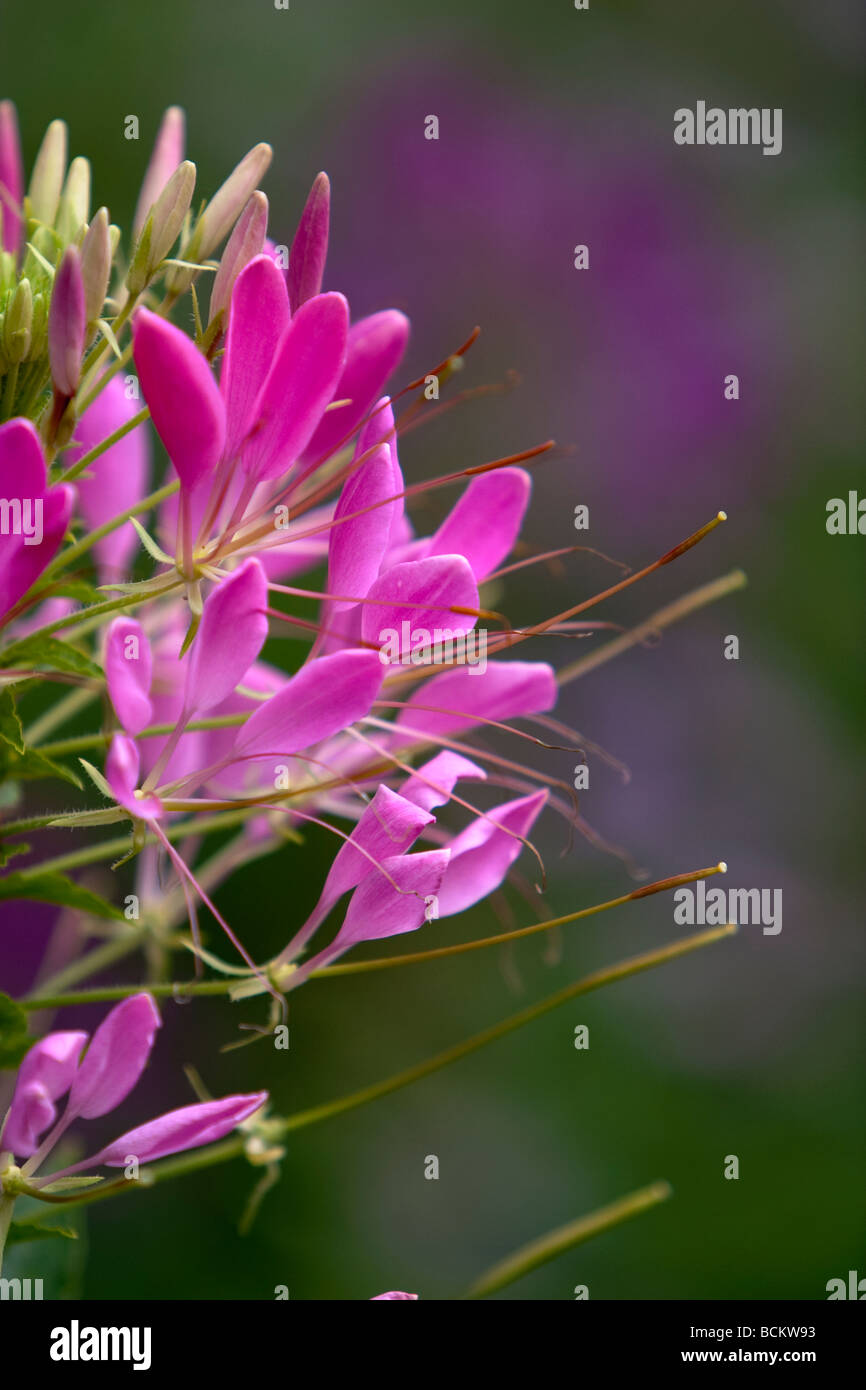Pink Cleome Flower also known as Spider Flower Stock Photo - Alamy