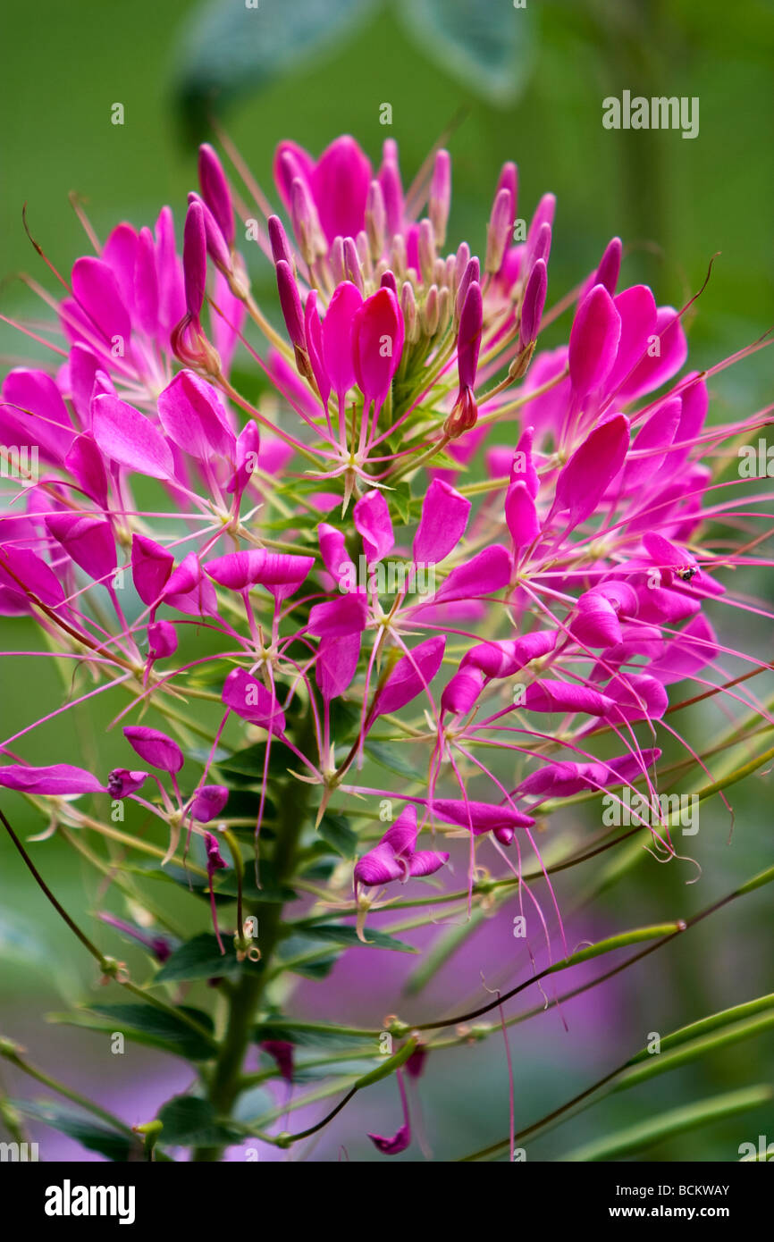 Pink Cleome Flower also known as Spider Flower Stock Photo - Alamy