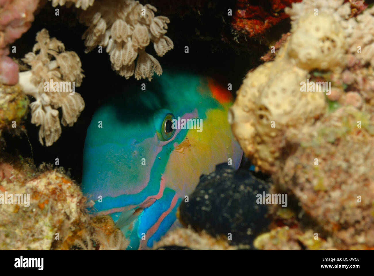 Blue-barred parrotfish off Safaga, Egypt Stock Photo - Alamy