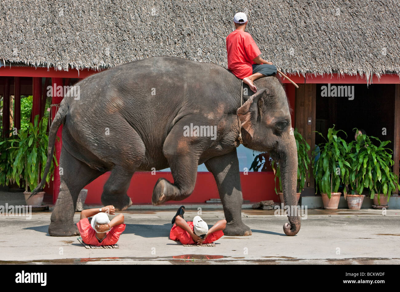 Thailand. An elephant display at Rose Garden a tourist complex set in ...