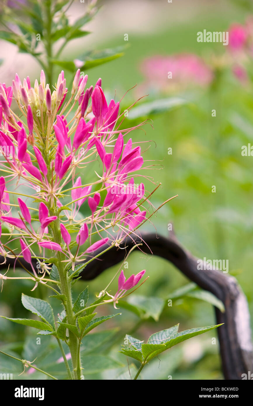Pink Cleome Flower also known as Spider Flower Stock Photo - Alamy
