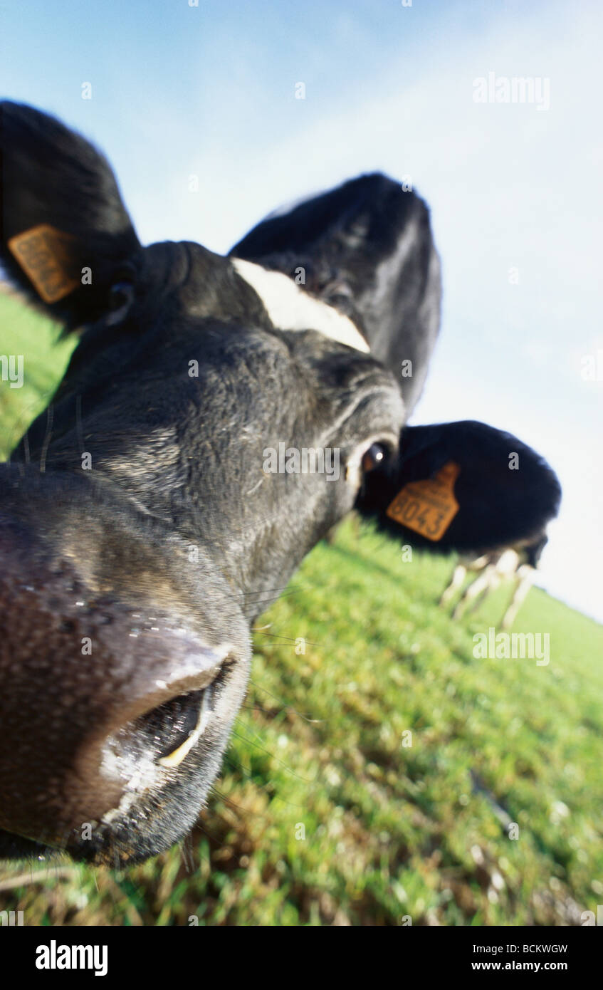 Cow looking at camera, close-up Stock Photo - Alamy