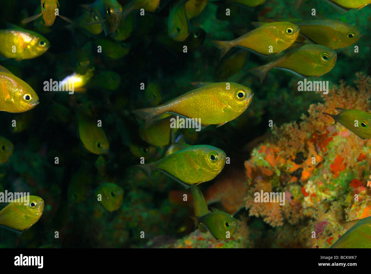 School of dusky sweeper, off Safaga, Egypt Stock Photo - Alamy