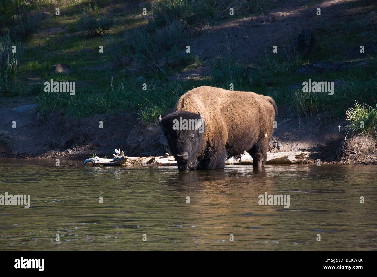 Bison in river hi-res stock photography and images - Alamy