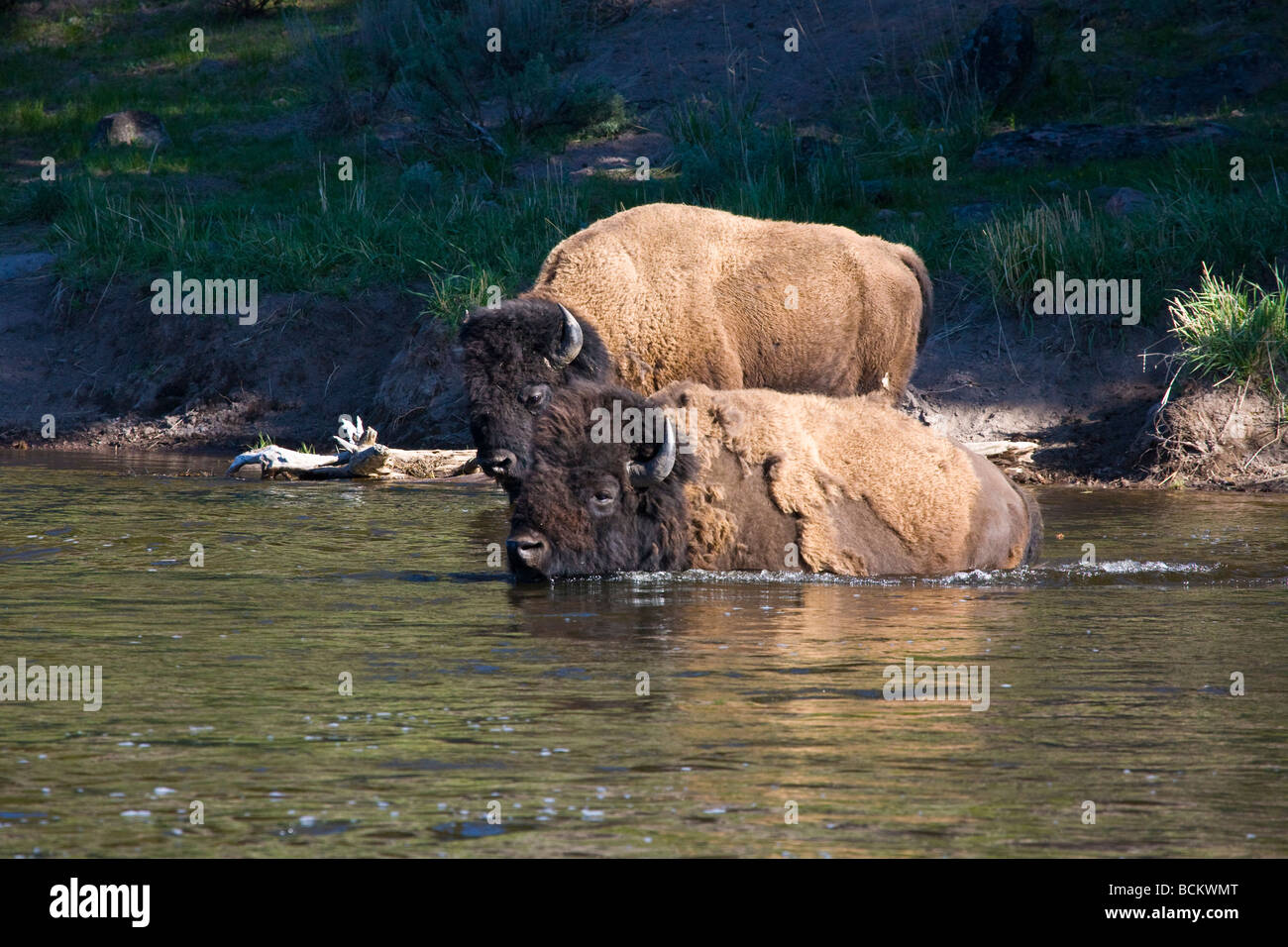 Yellowstone river bison hi-res stock photography and images - Alamy