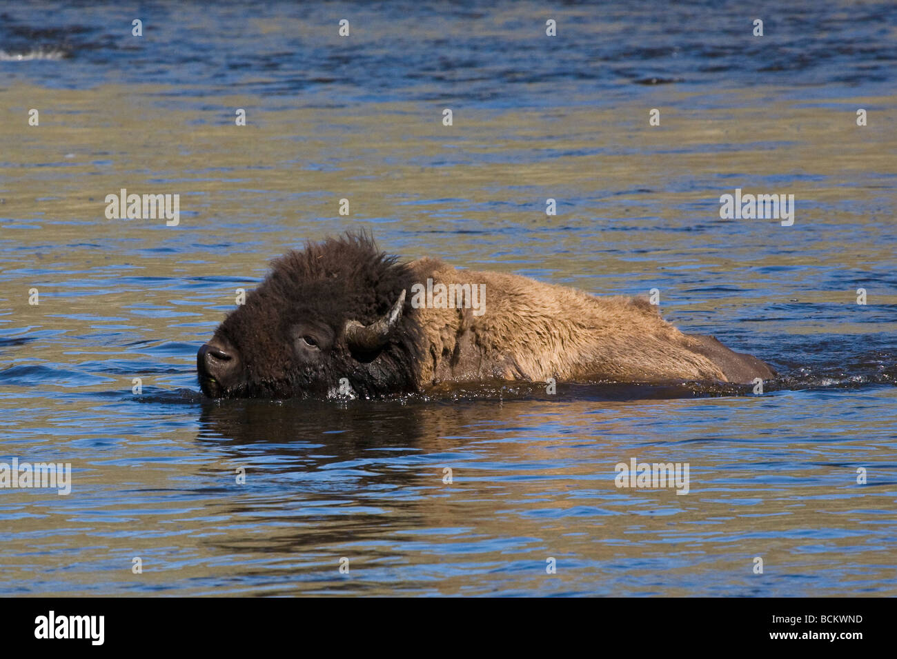 Bison crossing yellowstone river hi-res stock photography and images ...