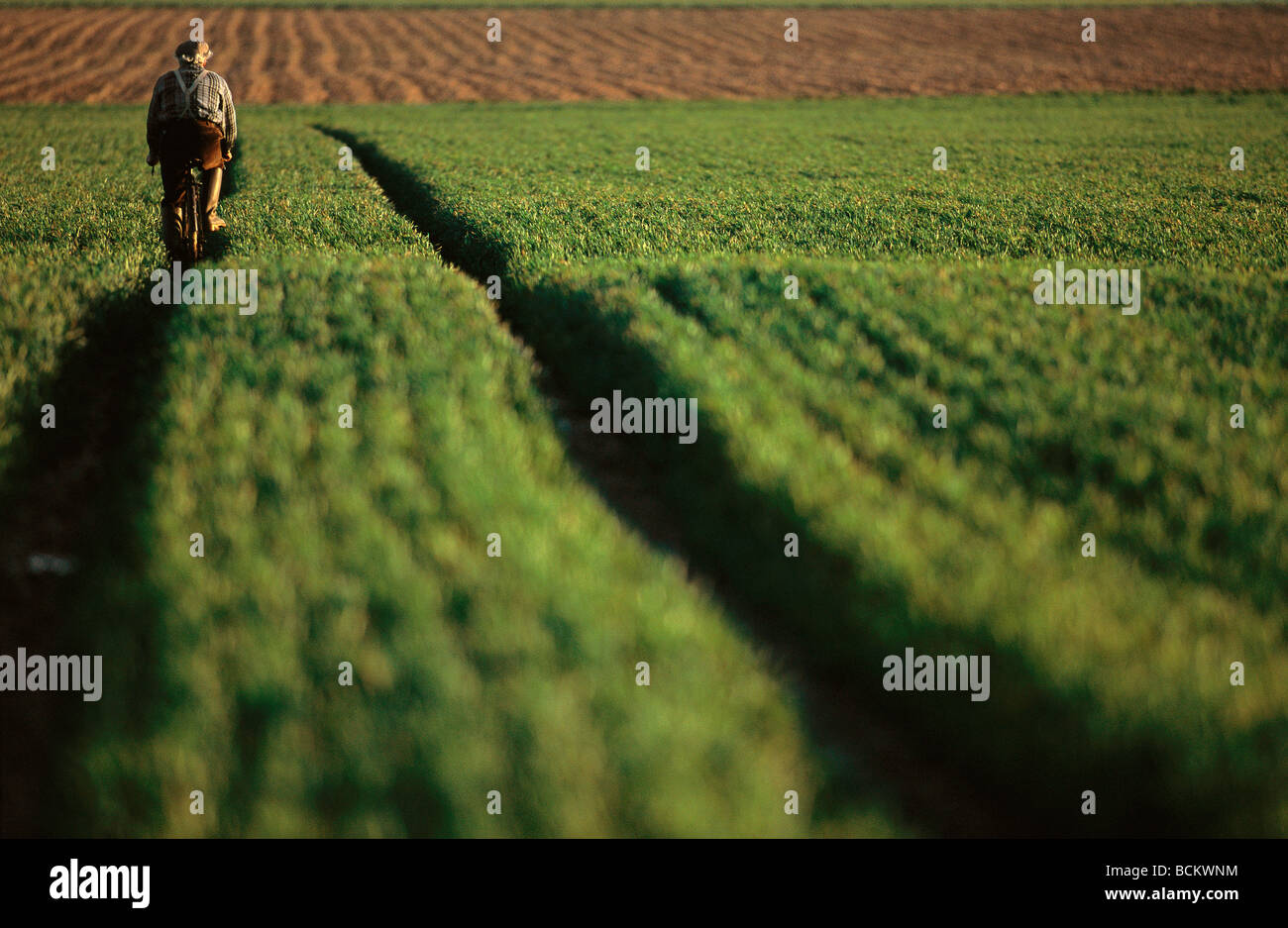 Man riding bike through field Stock Photo - Alamy