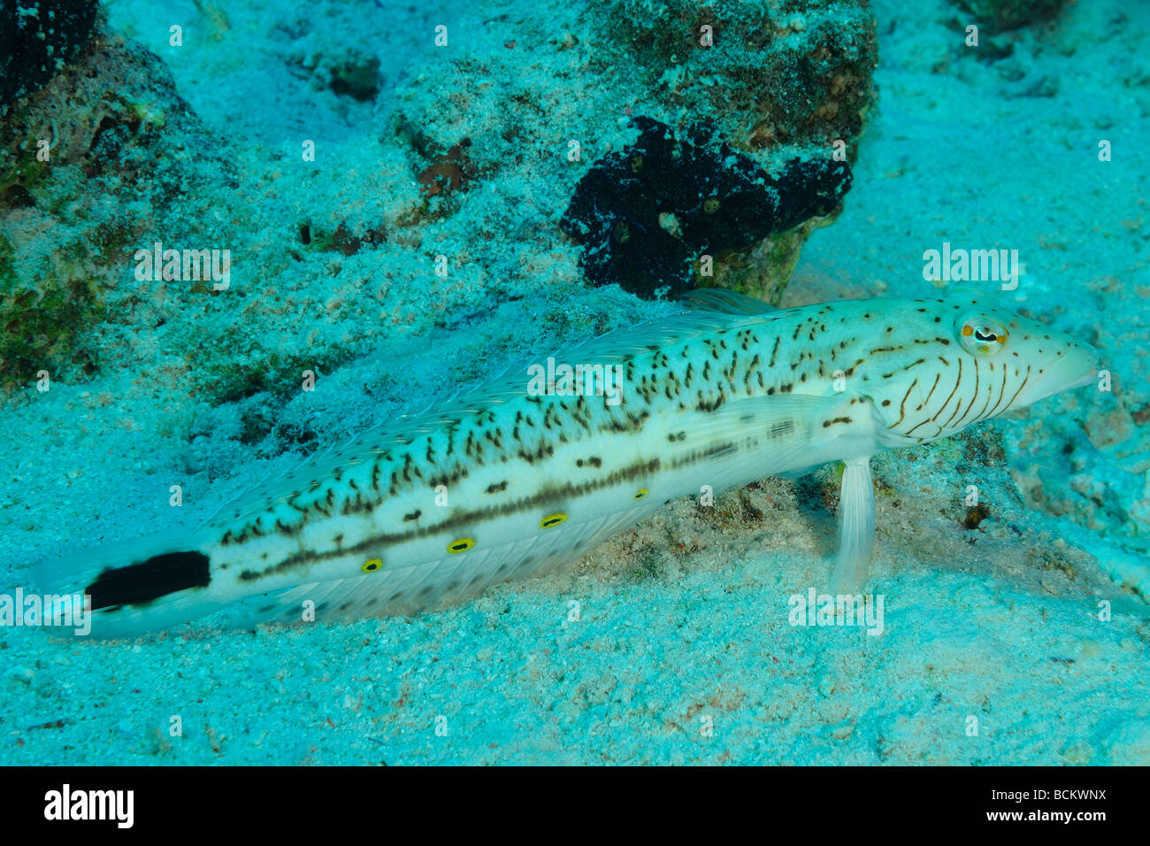 Variegated lizardfish hi-res stock photography and images - Alamy