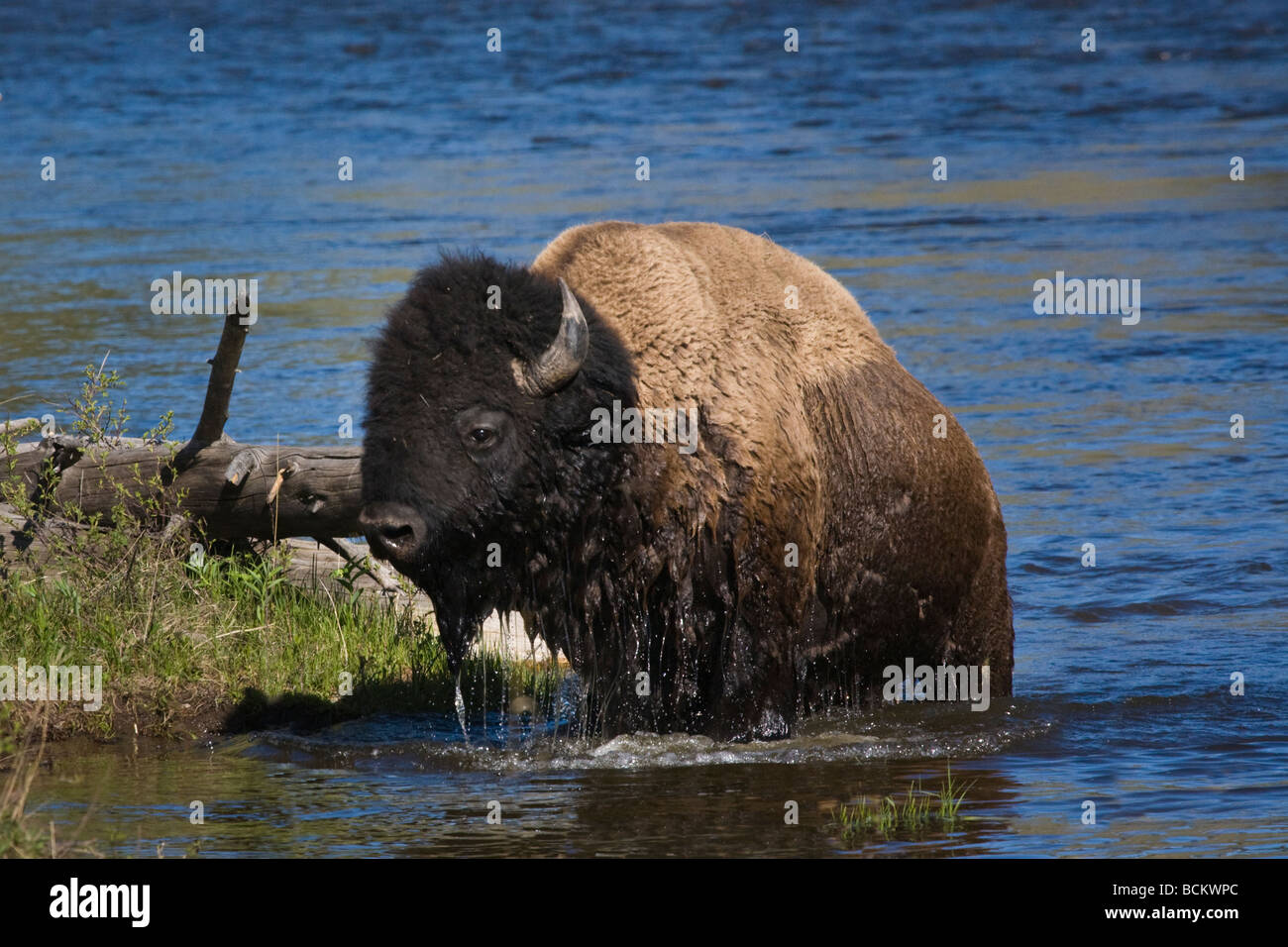 Bison crossing yellowstone river hi-res stock photography and images ...