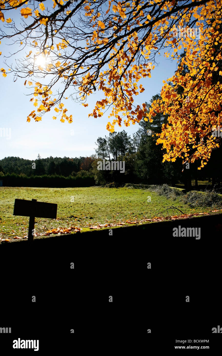 Beautiful landscape Forest with Solar beams making the way through the ...