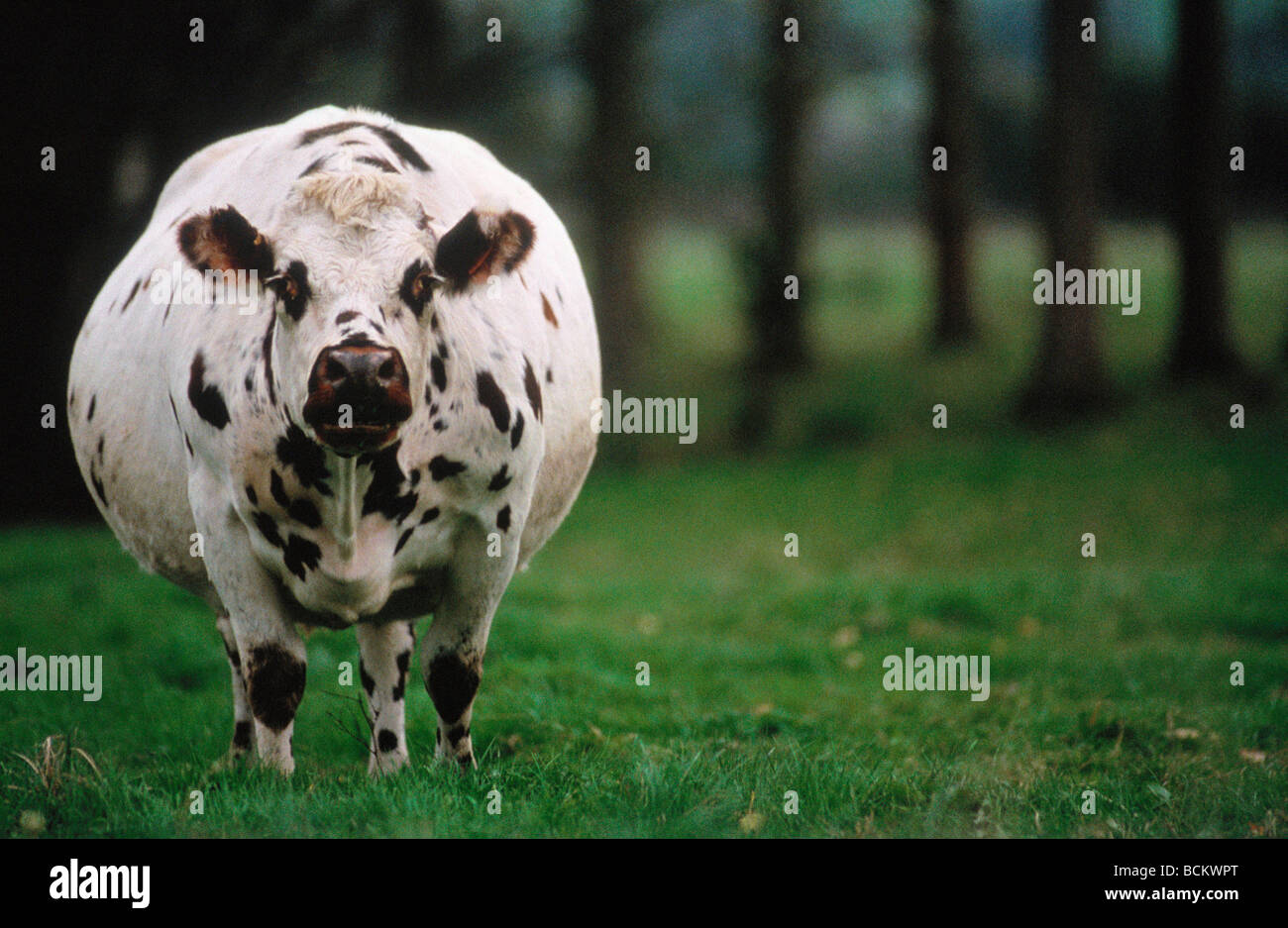 Big fat cow hi-res stock photography and images - Alamy