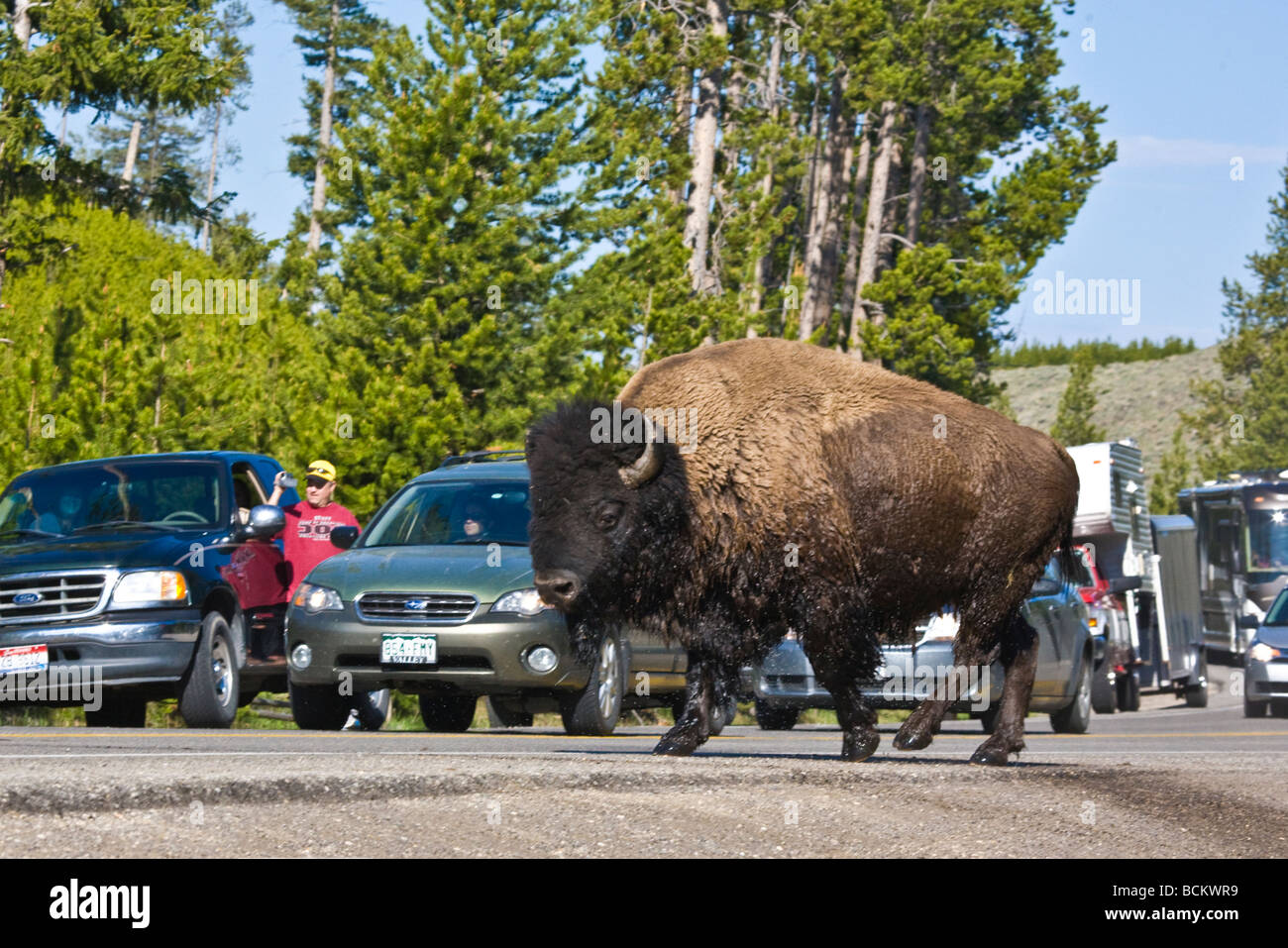 Yellowstone road hi-res stock photography and images - Alamy