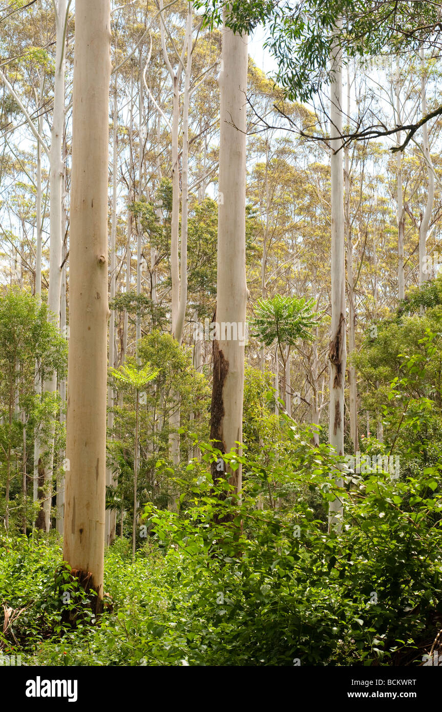 Gum Tree Forest Australia High Resolution Stock Photography and Images ...