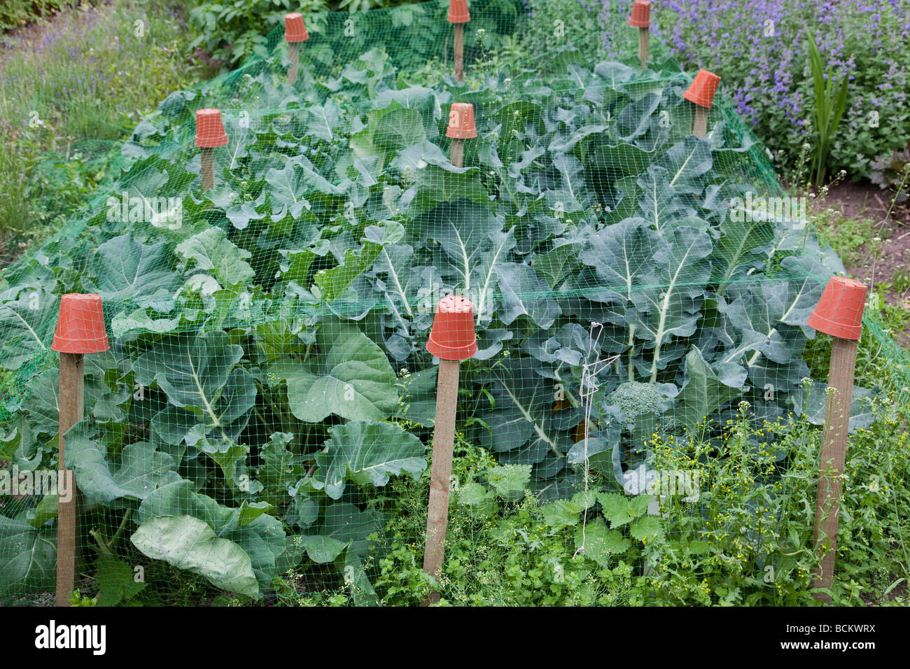 Protective netting vegetable garden hi-res stock photography and images ...