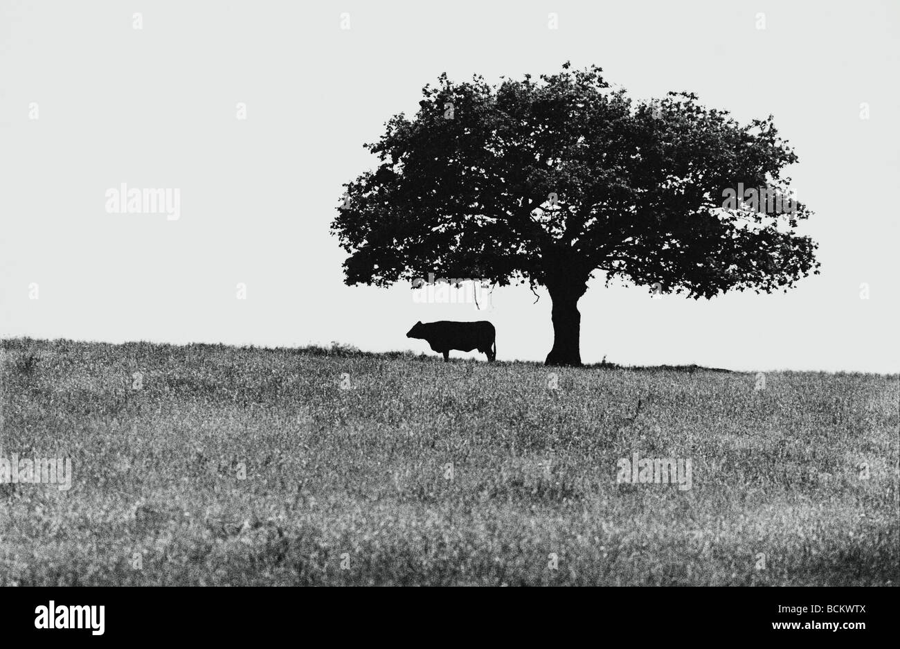 Cow standing under tree in field, b&w Stock Photo - Alamy