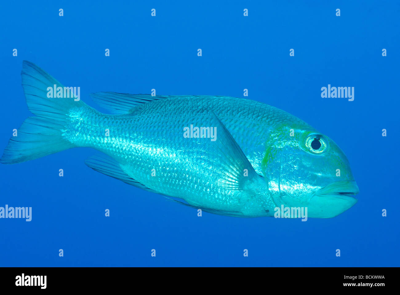 Egypt big fish hi-res stock photography and images - Alamy