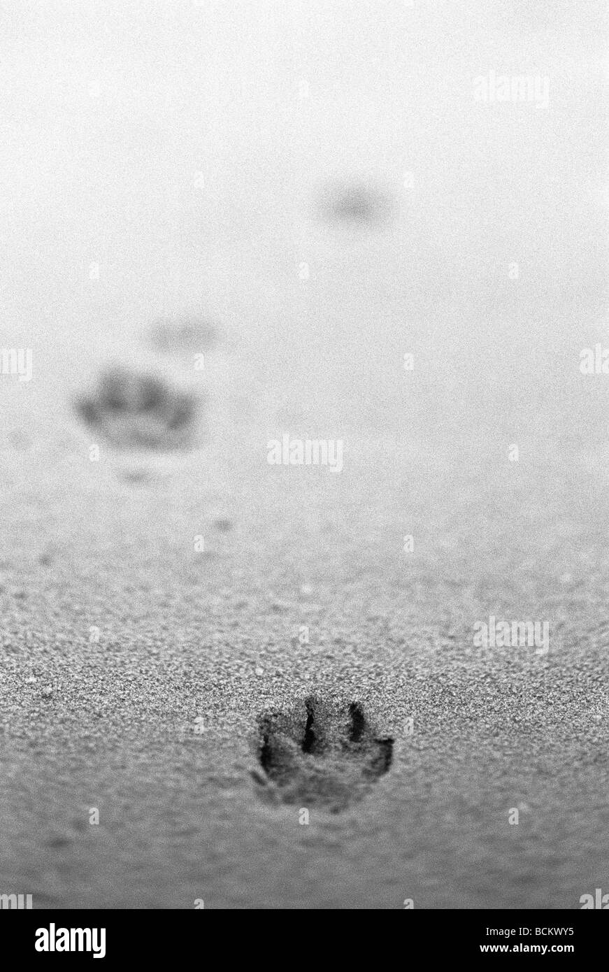 Sand daylight Black and White Stock Photos & Images - Alamy