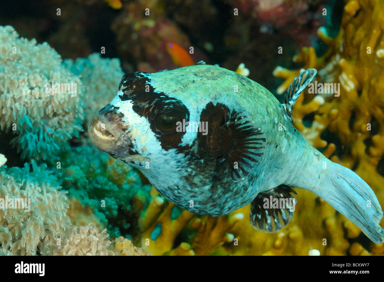 Masked Puffer Fish High Resolution Stock Photography and Images - Alamy
