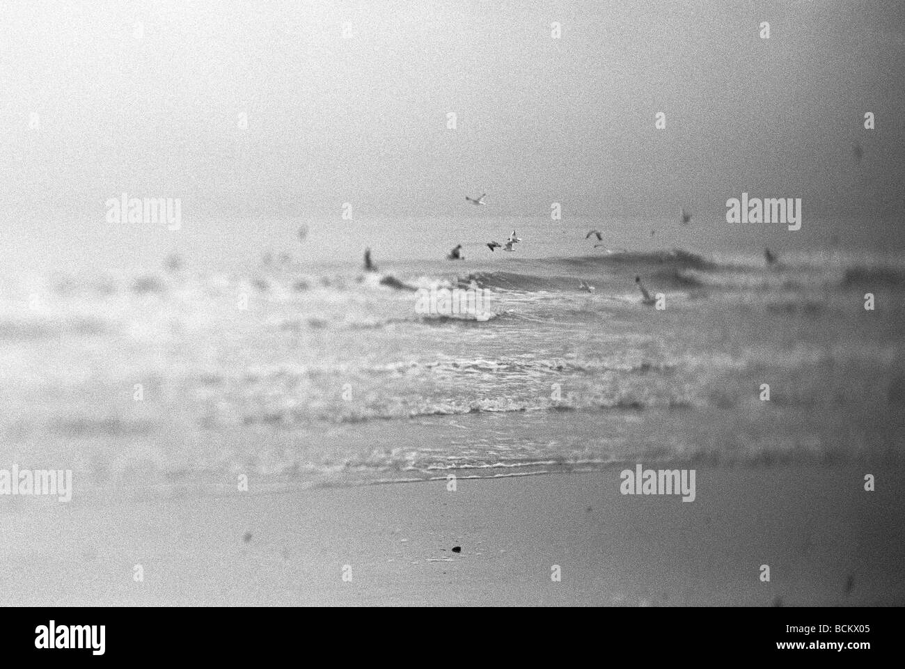 Flocks of birds Black and White Stock Photos & Images - Alamy