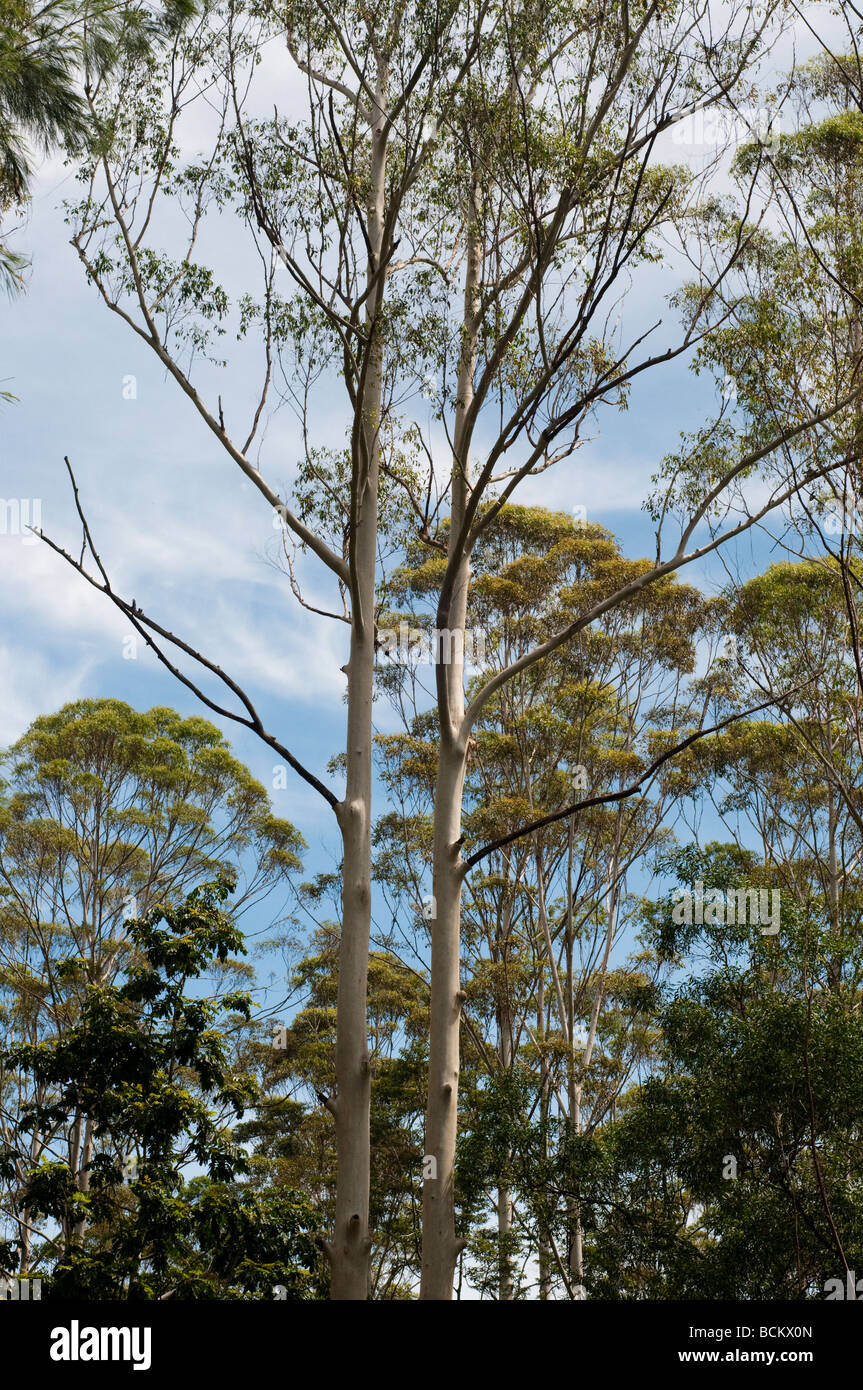 Gum tree forest hi-res stock photography and images - Alamy