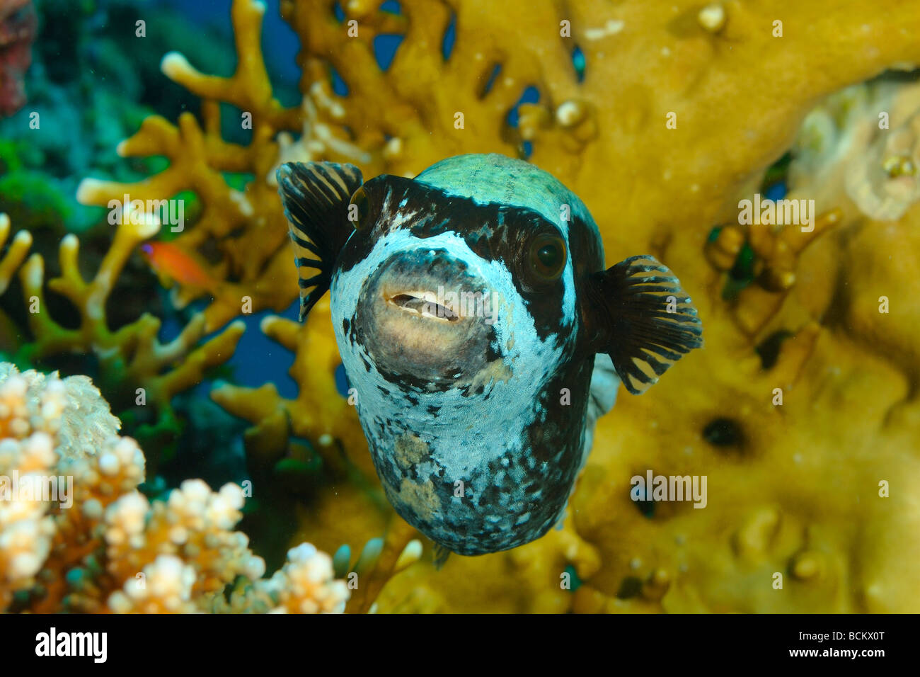 Masked puffer fish hi-res stock photography and images - Alamy