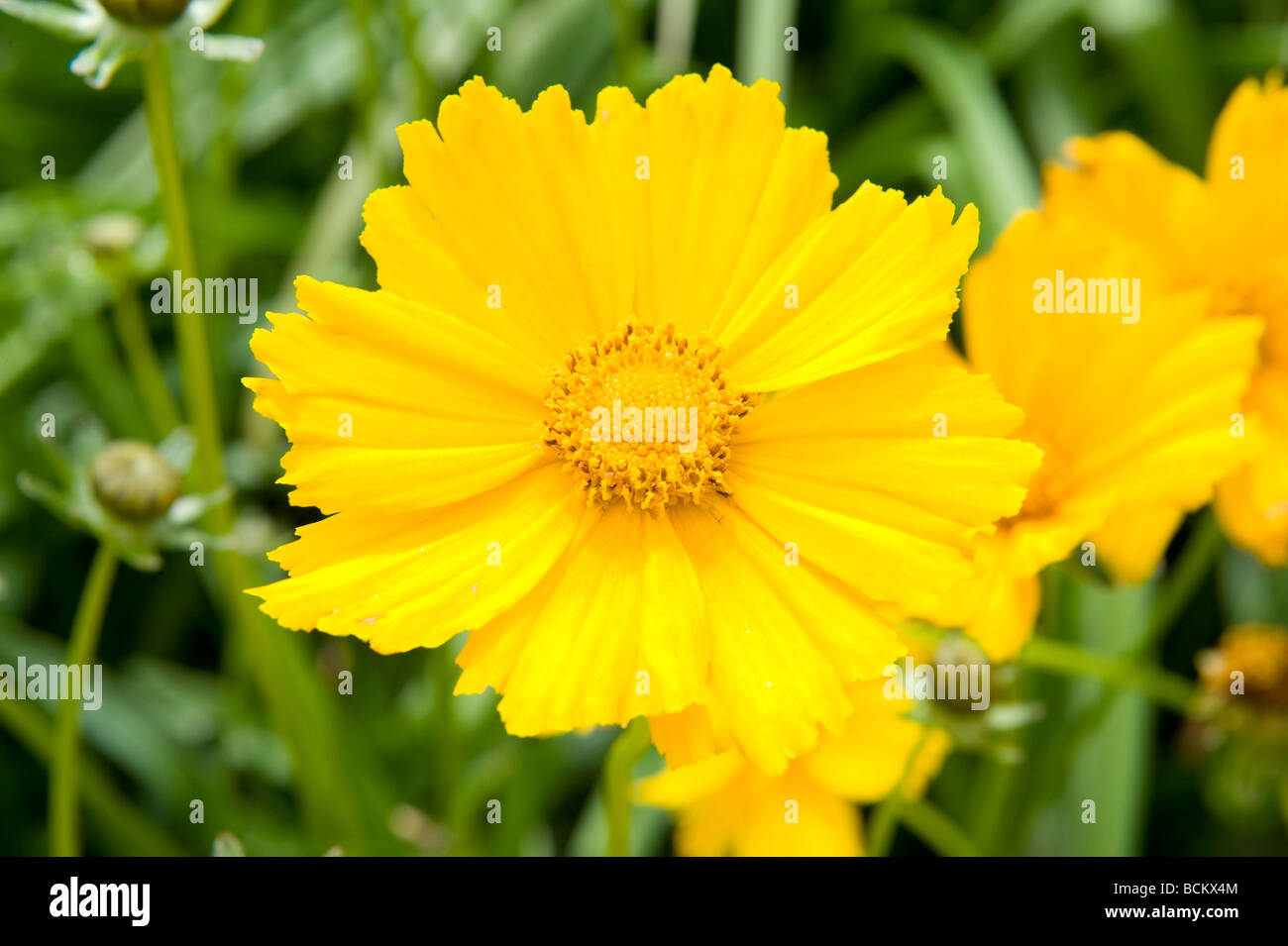 Coreopsis tickseed asteraceae compositae grandiflora Badengold. A ...