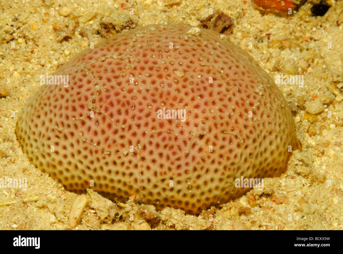 Lithophyllon sp coral hi-res stock photography and images - Alamy