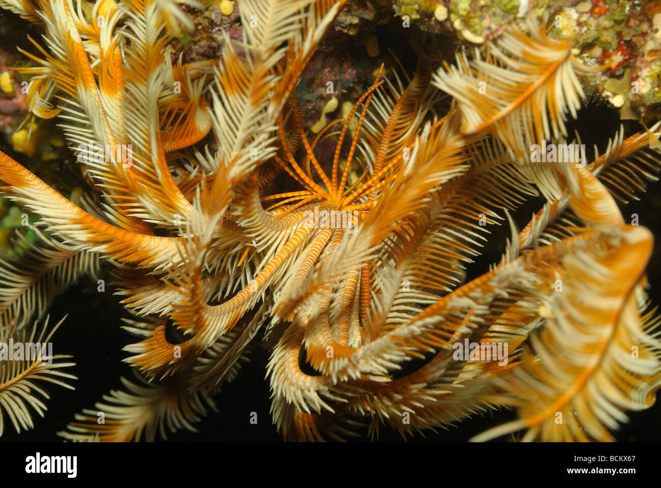 Life underwater hi-res stock photography and images - Alamy