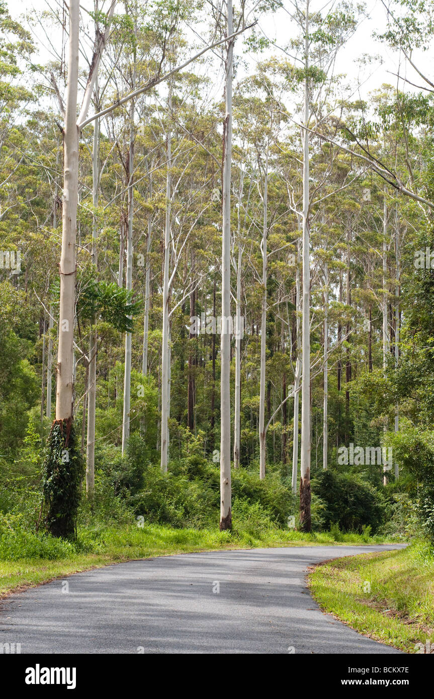 Road going through Gum tree forest Coffs Harbour region NSW Australia ...