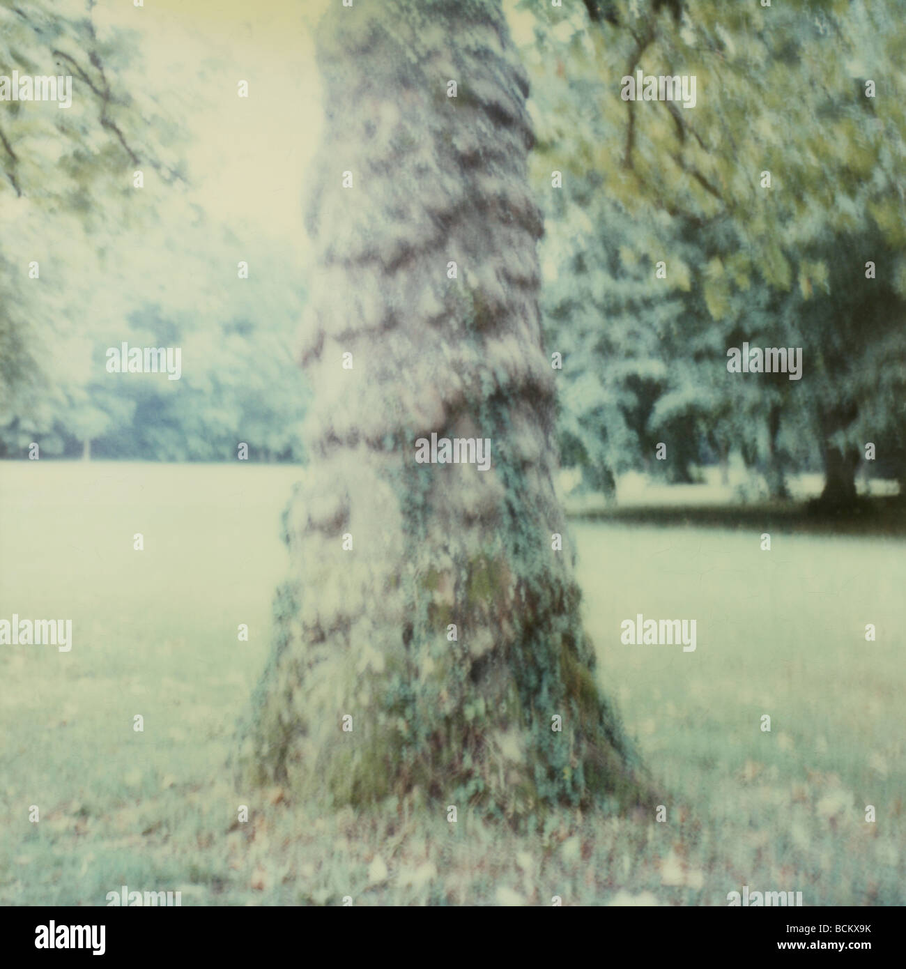 Tree trunk, defocused Stock Photo - Alamy