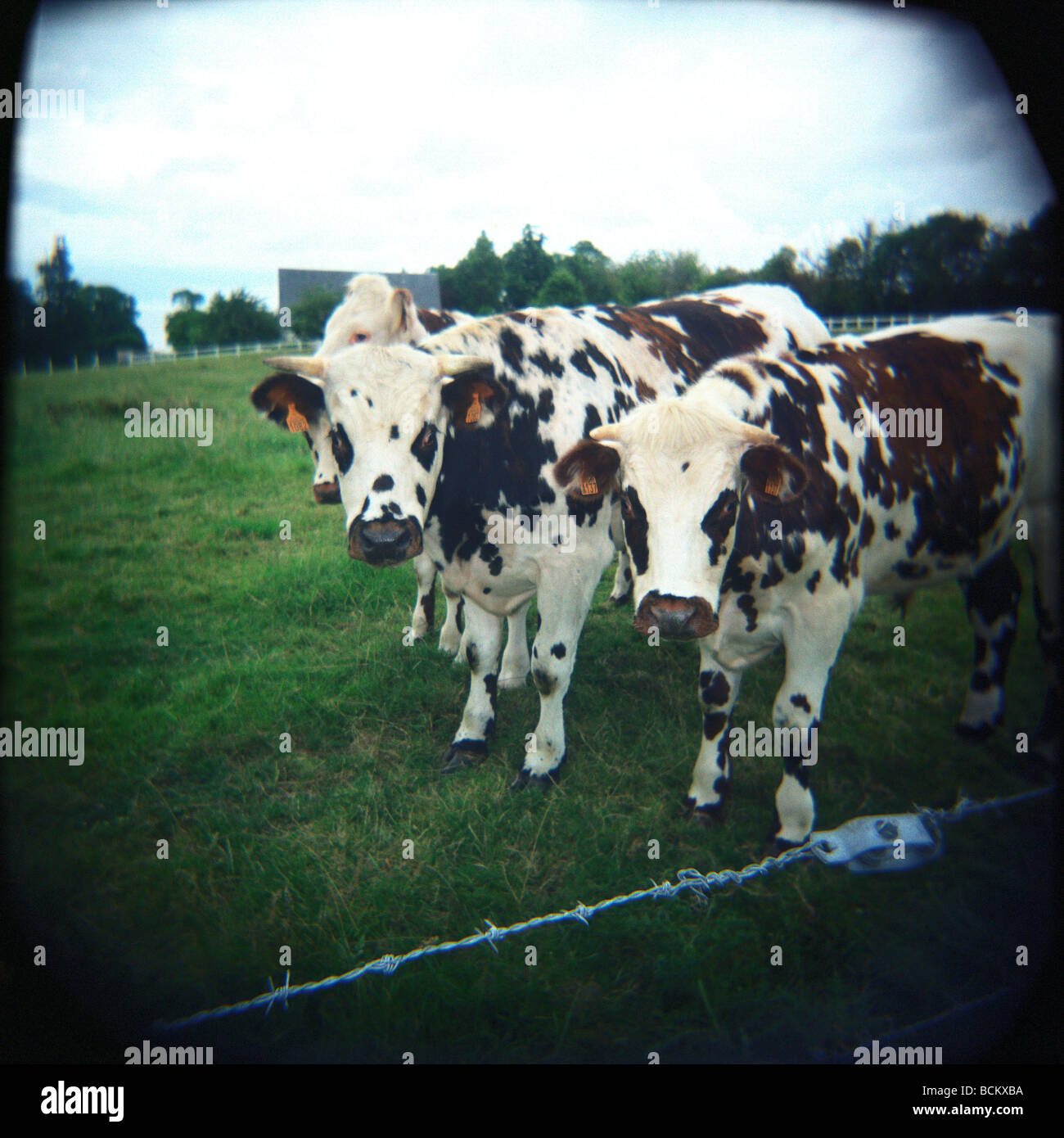 Three cows heads hi-res stock photography and images - Alamy