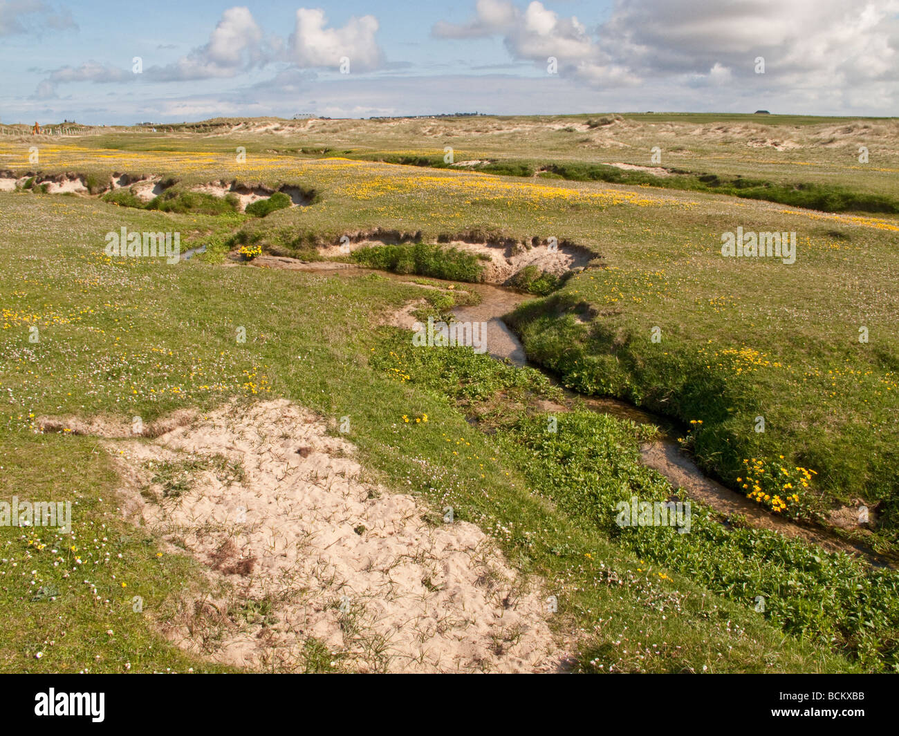 Machair vegetation near Butt of Lewis Scotland UK Stock Photo - Alamy
