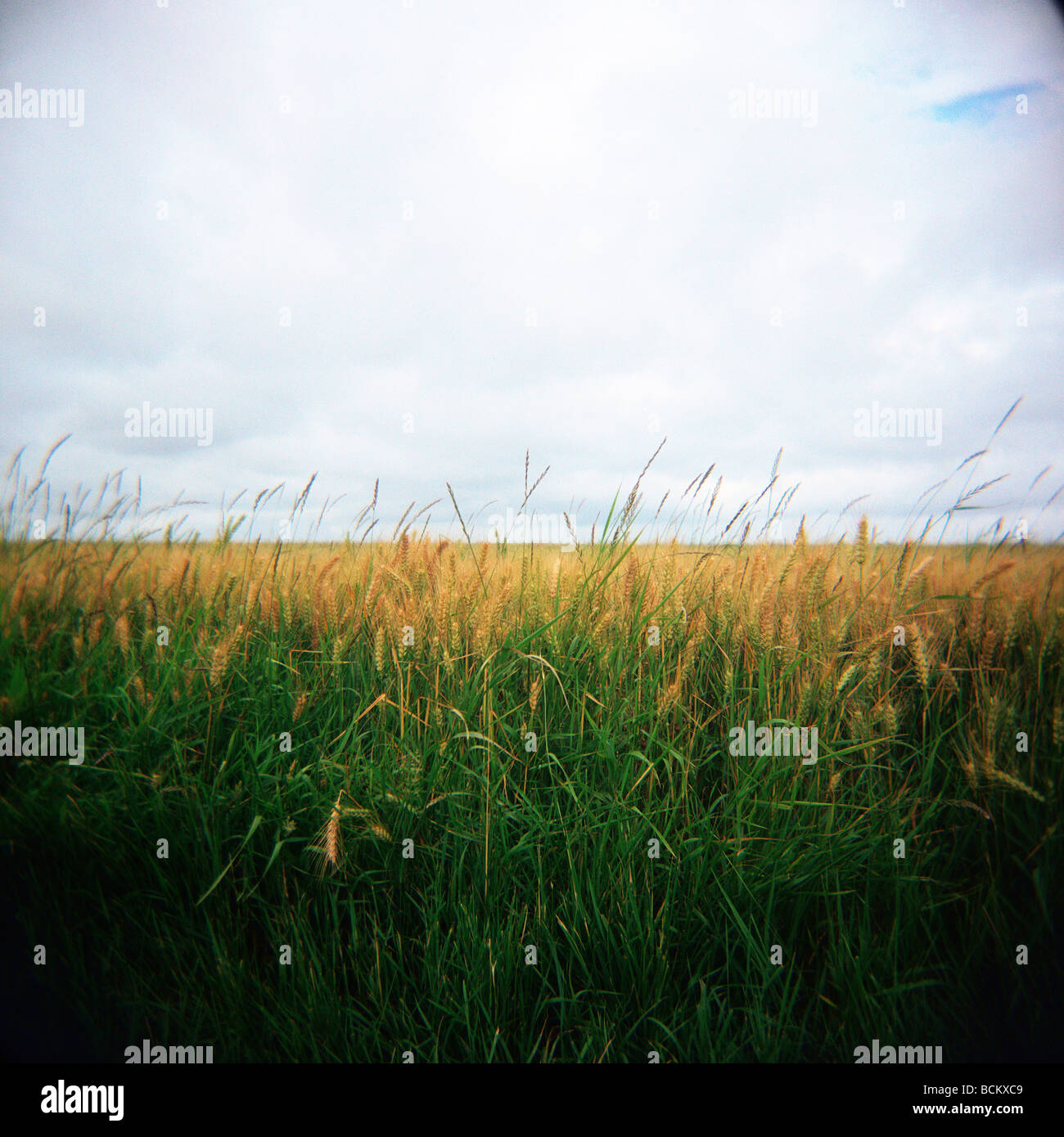 Intensive color fields hi-res stock photography and images - Alamy