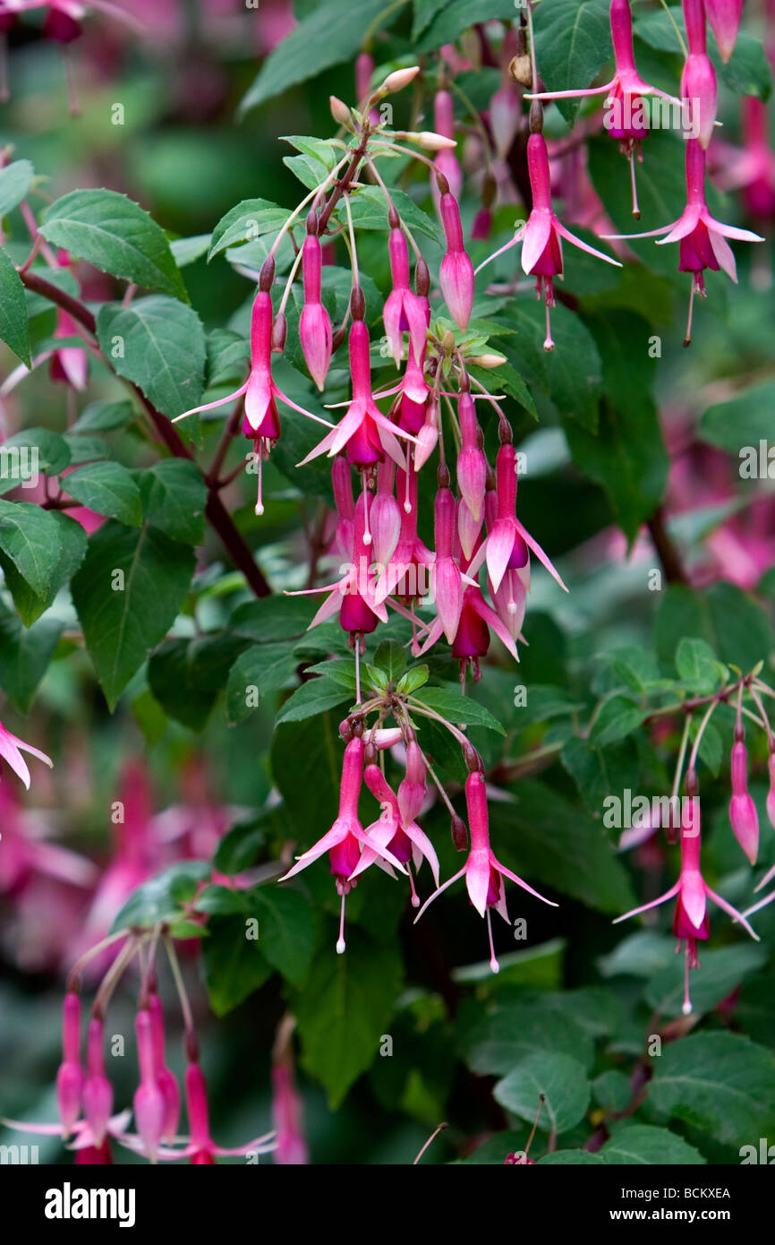 Intense red leaves hi-res stock photography and images - Alamy
