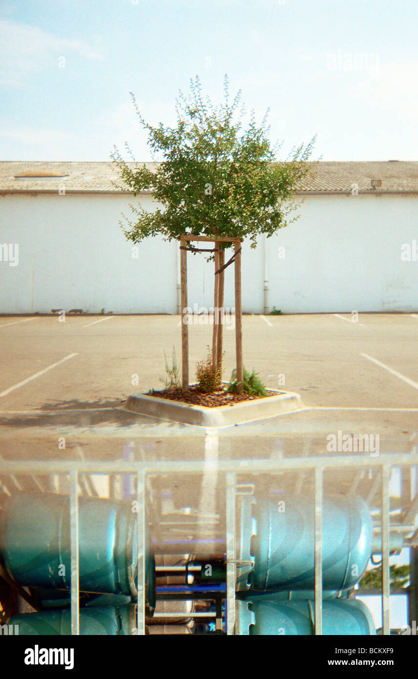 Tree in parking lot and reflection Stock Photo - Alamy