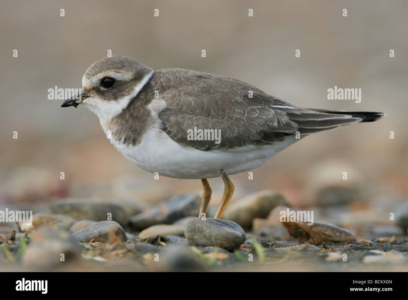 Ringed Plover, Charadrius hiaticula, Norfolk UK Stock Photo - Alamy