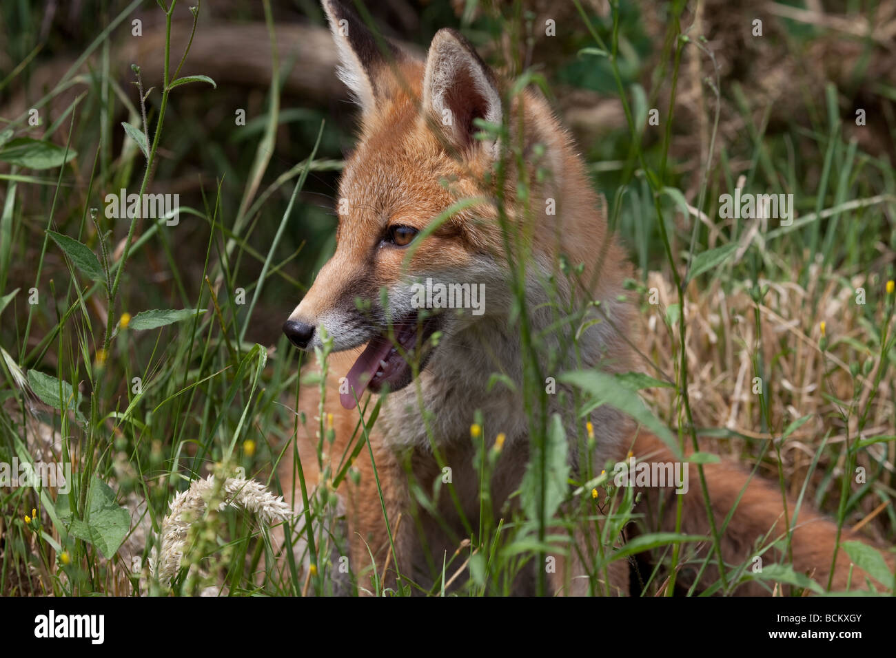 Fox cub hiding in the grass at the British wildlife centre Surrey Stock ...