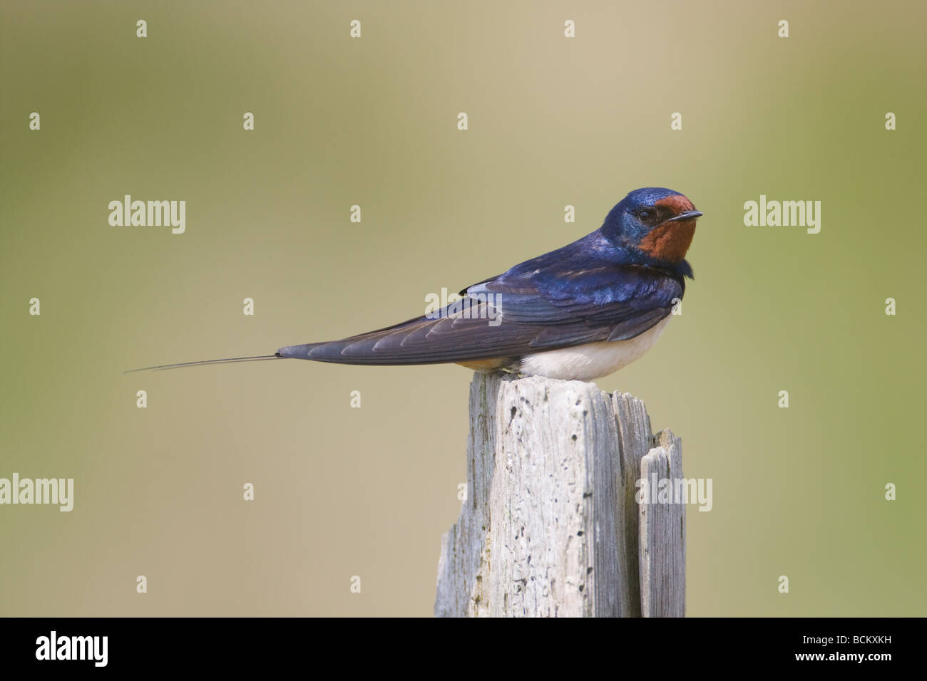 Hirundo rustica hi-res stock photography and images - Alamy