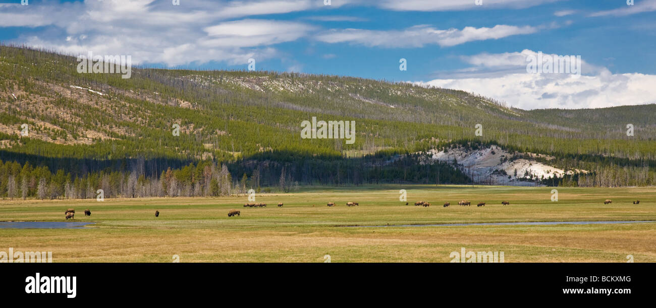 Panoramic view of Bison in Madison River Valley in Yellowstone National ...