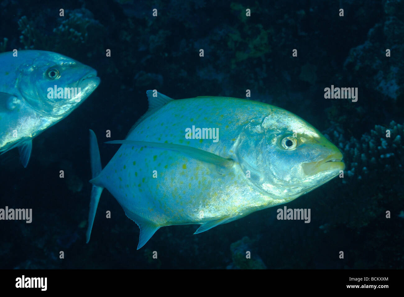 Underwater fish egypt hi-res stock photography and images - Alamy