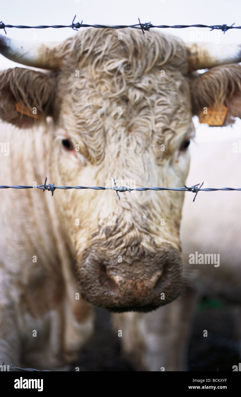 Cow behind barbed wire, close-up Stock Photo - Alamy