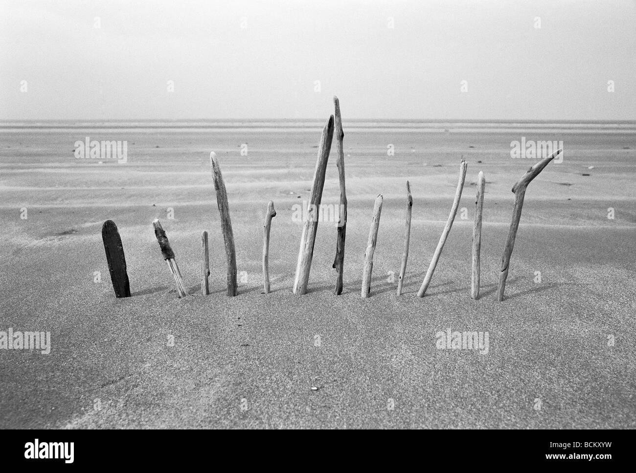 Wood posts stuck in sand at beach, b&w Stock Photo - Alamy