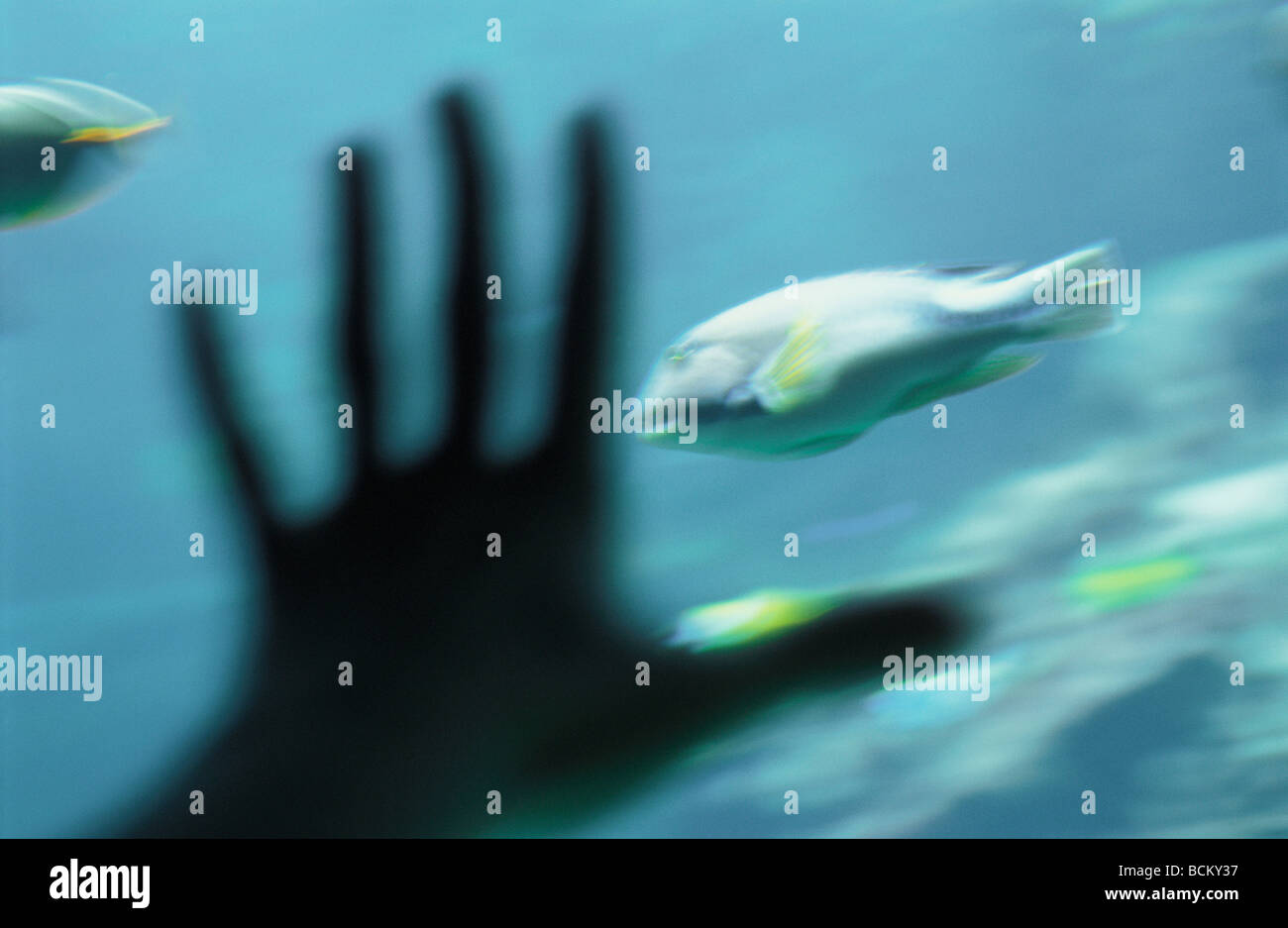 Aquarium touch tank hi-res stock photography and images - Alamy