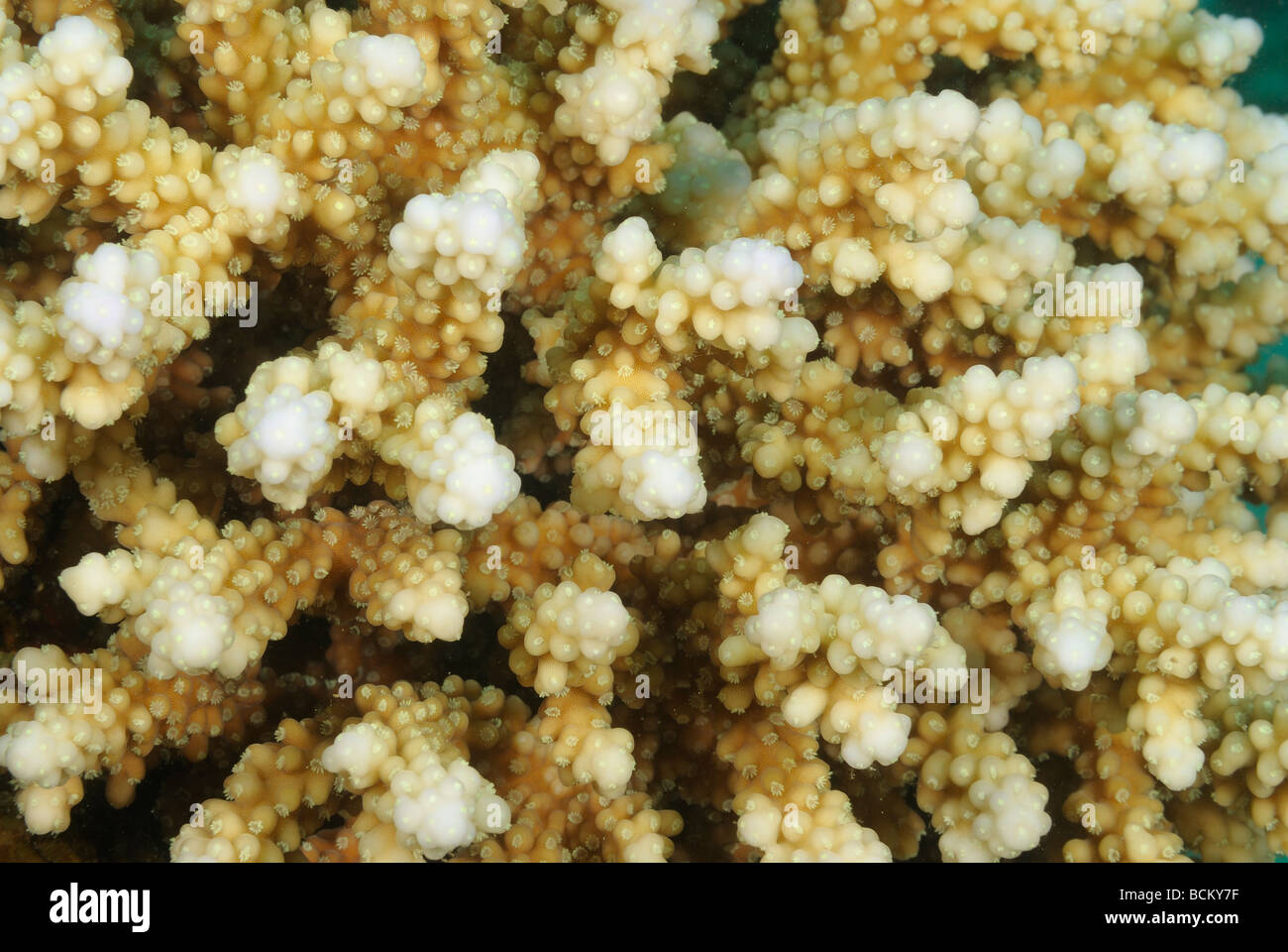 Acropora cerealis coral in the Red Sea, off coast Safaga Stock Photo ...