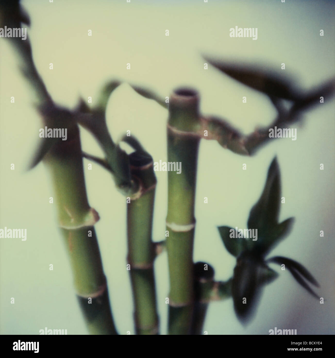 Group of bamboo stems hi-res stock photography and images - Alamy