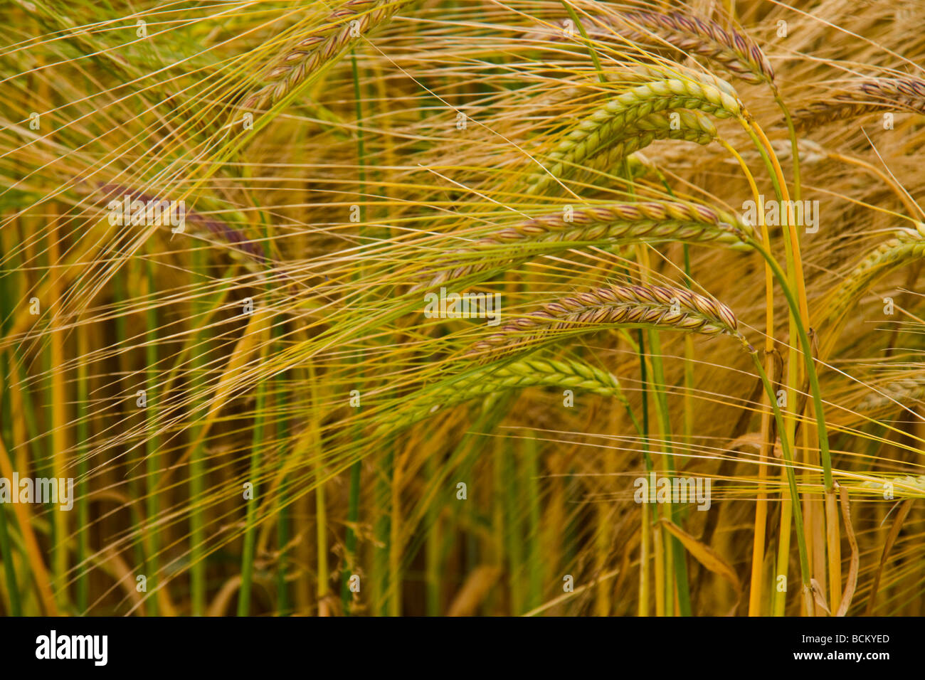 Ripening barley background hi-res stock photography and images - Alamy