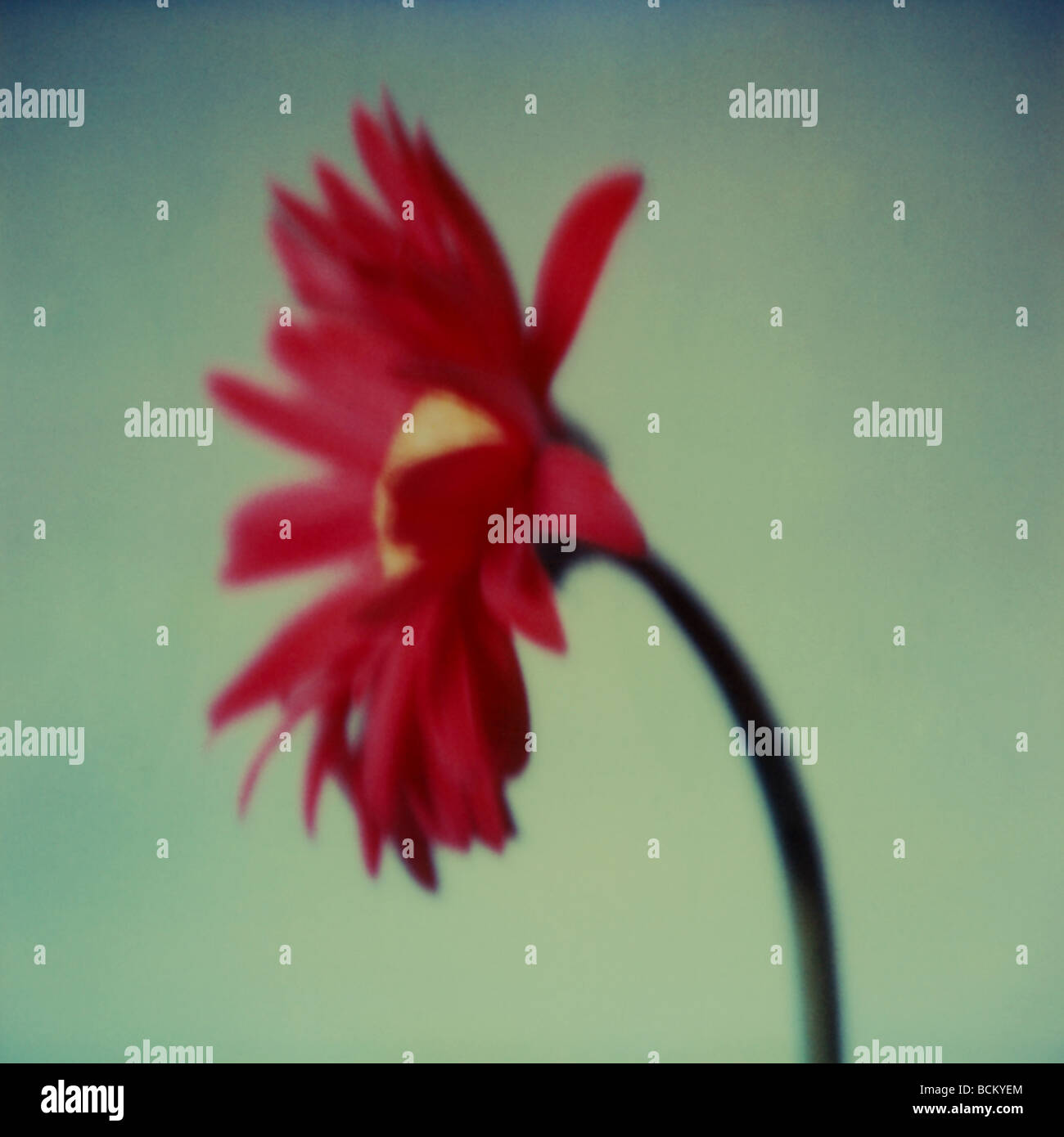 Gerbera daisy, side view Stock Photo - Alamy