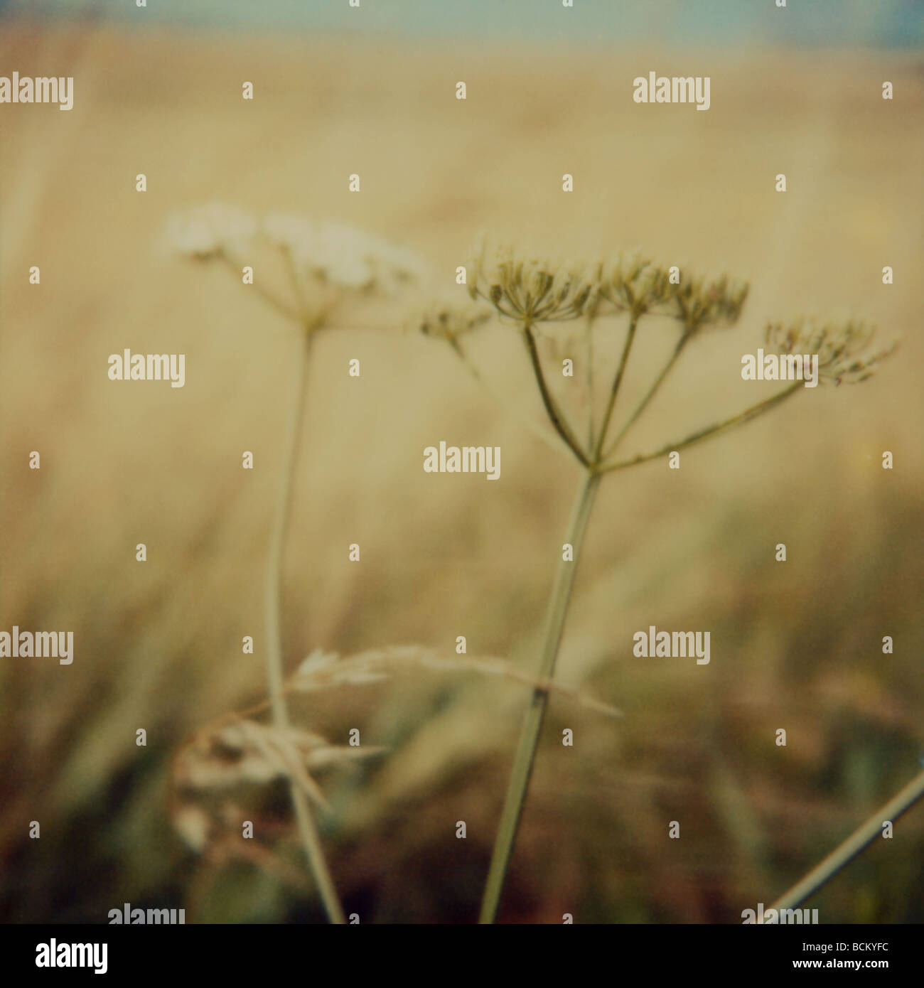 Weed growing in field Stock Photo - Alamy