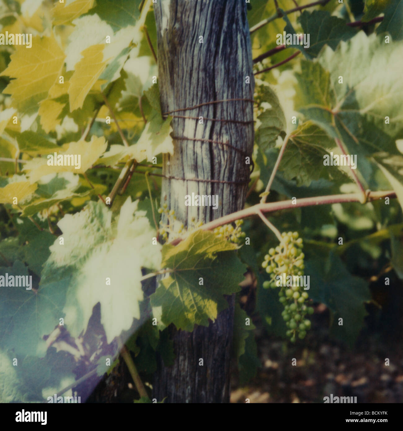 Support grapevines hi-res stock photography and images - Alamy